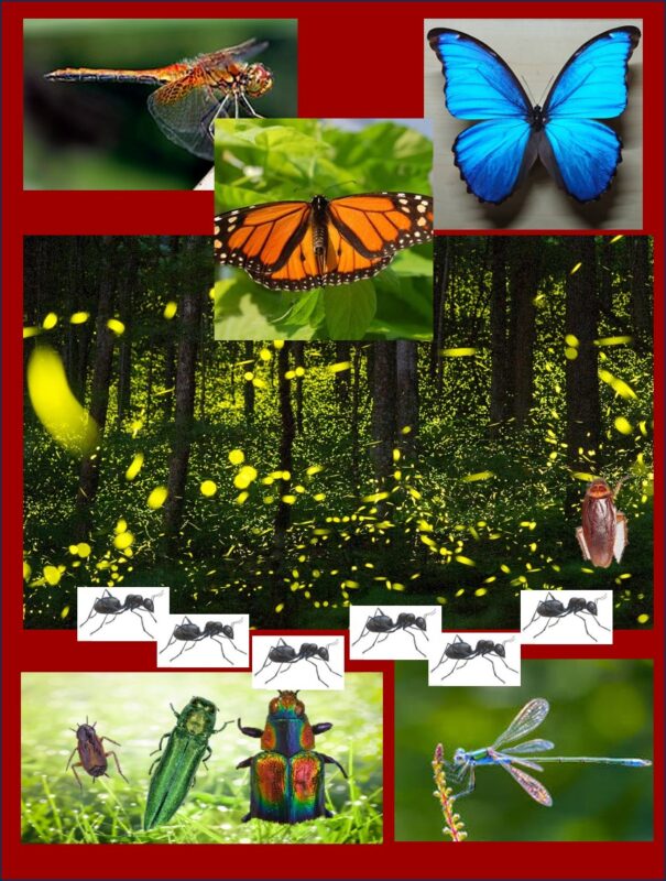 Learning from Bugs - Wisdom from Unusual Places